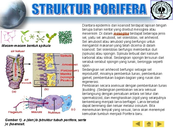 Porifera berasal dari kata porus lubang kecil dan
