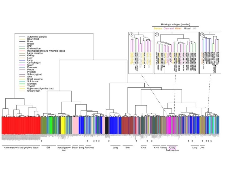 Evaluating cell lines as tumor models by comparison