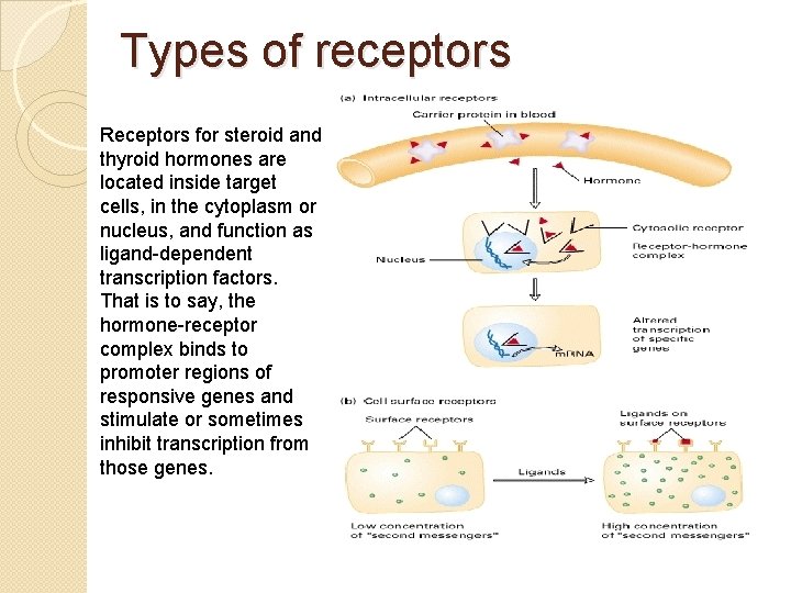 Human Health and Disease Lecture 2 Cell Signaling