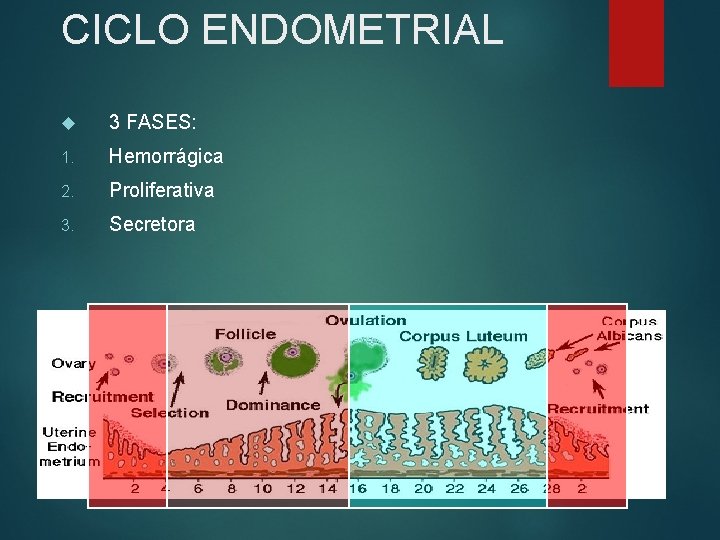 CICLO MENSTRUAL Objetivo Conocer los cambios que se