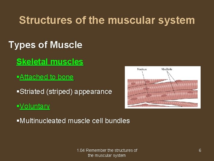 1 04 Remember the structures of the muscular