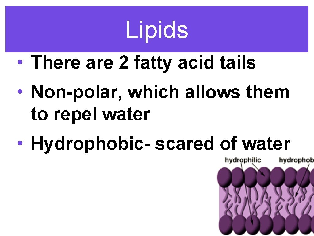 The Plasma Membrane Who has a plasma membrane