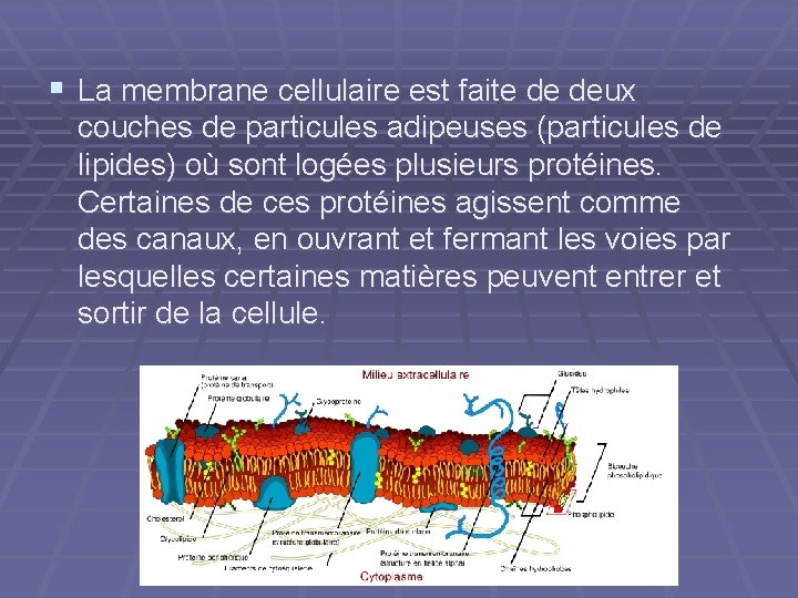 La membrane cellulaire La cellule est la plus