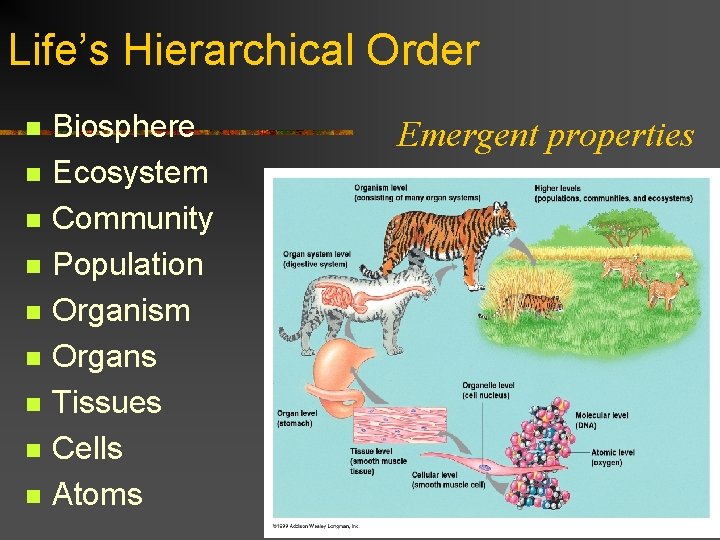 Chapter 1 Exploring Life Hierarchy levels of biological