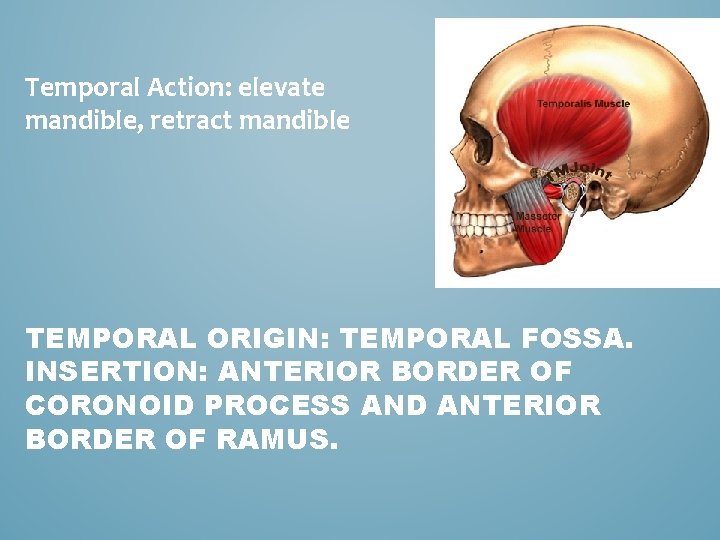 MUSCLES OF MASTICATION Medical Therapeutics Ms Taylor DID