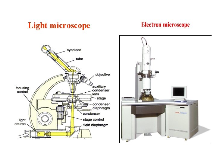 1 Histology and Histotechnique BY Dr TAREK ATIA