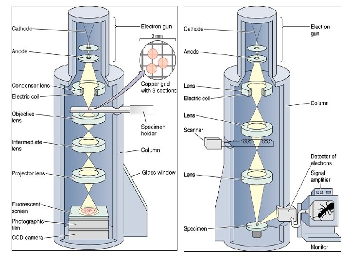 1 Histology and Histotechnique BY Dr TAREK ATIA