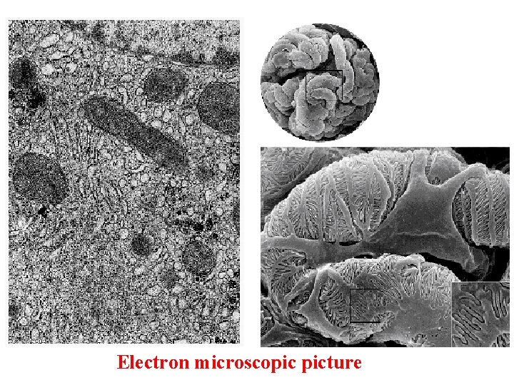 1 Histology and Histotechnique BY Dr TAREK ATIA