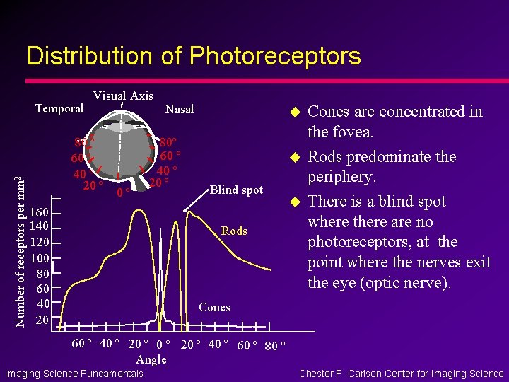 The Human Eye and Vision 2 Processing The
