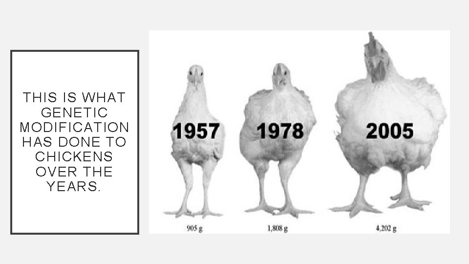GENETICALLY MODIFIED ORGANISMS ELLIE PROCTOR Organisms plants animals