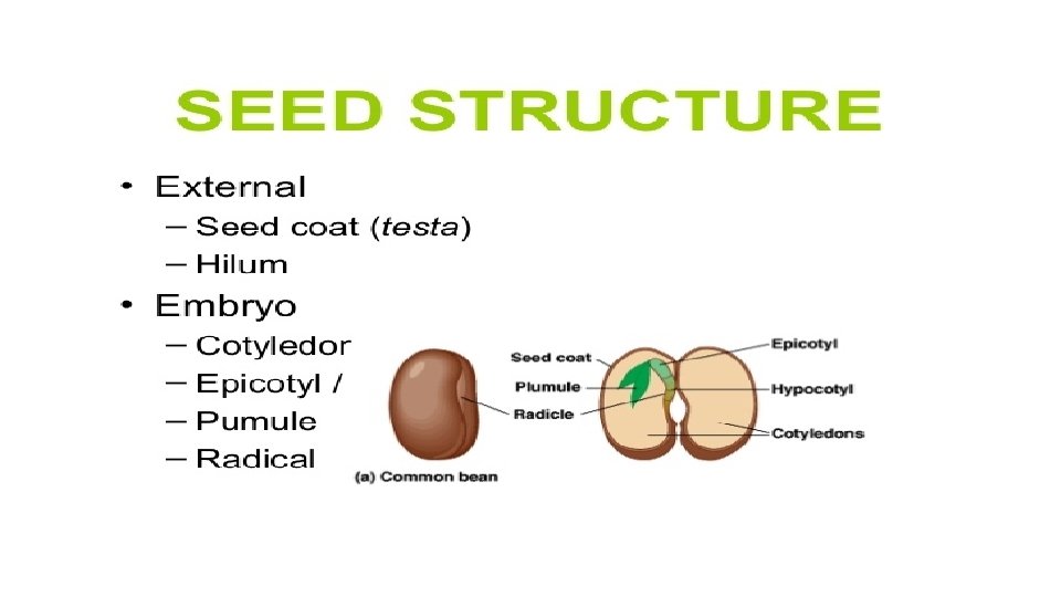 Seed size vs Seed weight What is seed