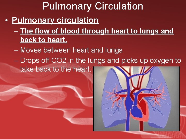 Chapter 19 The Circulatory System The Circulatory System