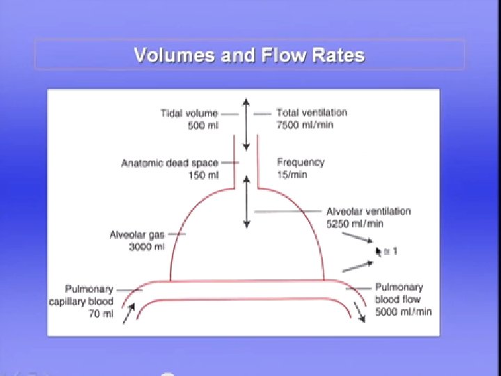 Clinical Application Influences of pulmonary vascular resistance Lung