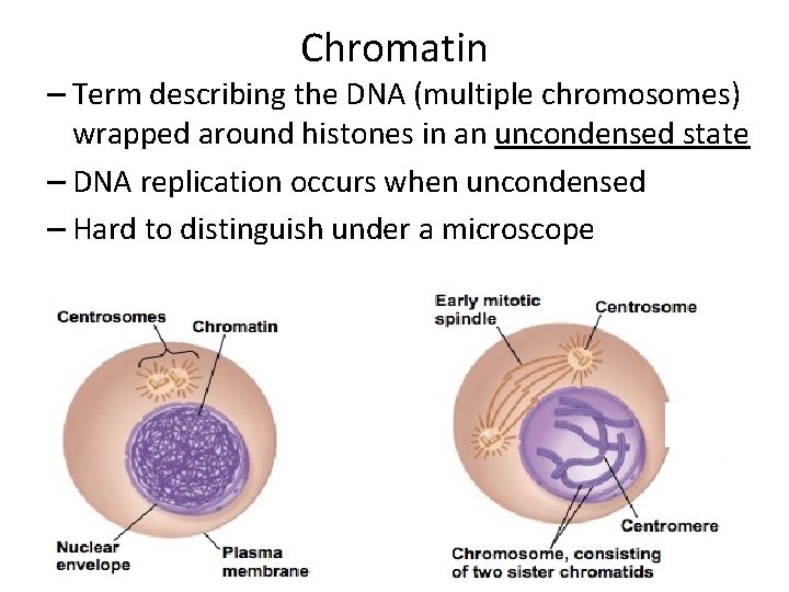 Similar words are used to describe DNA in