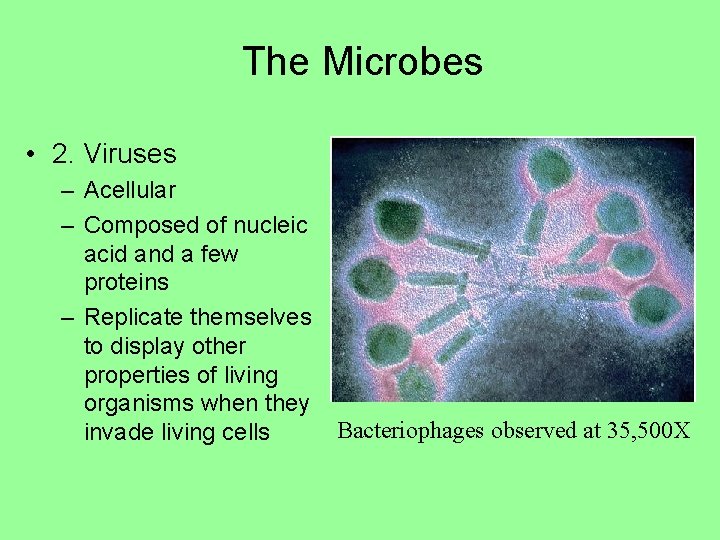 Introductory Microbiology Dr Heather Townsend Summer 2009 Microbiology