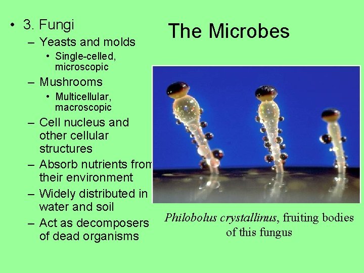 Introductory Microbiology Dr Heather Townsend Summer 2009 Microbiology