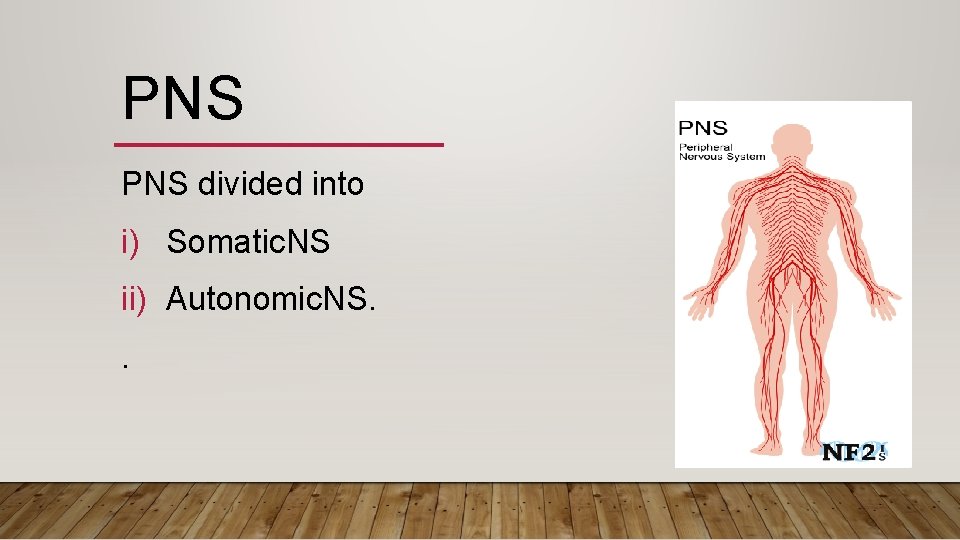 INTRODUCTION TO THE BRAIN AND DRUGS THE BRAIN