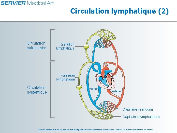 A service provided to medicine by Systme lymphatique