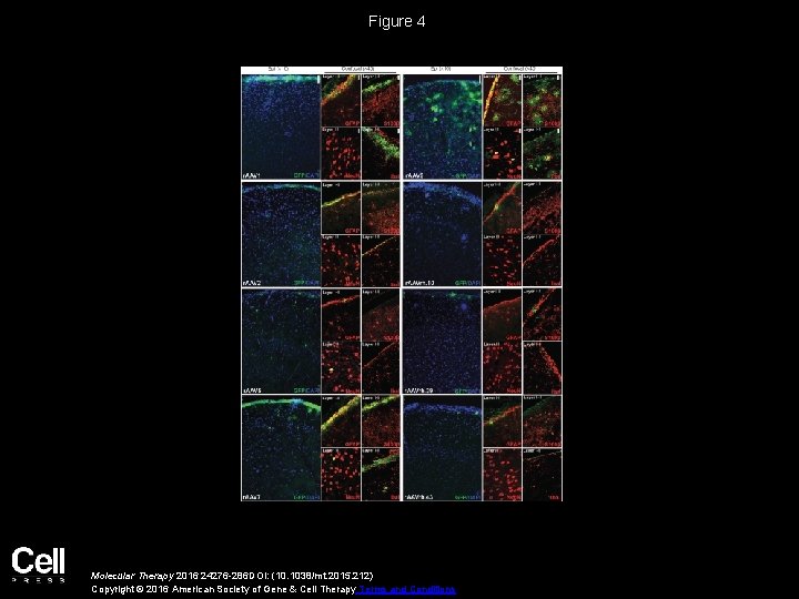 A Comprehensive Map of CNS Transduction by Eight