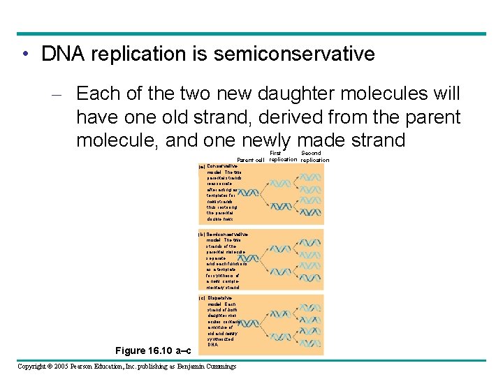 Chapter 16 The Molecular Basis of Inheritance DNA