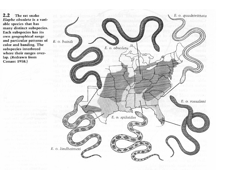What is a species Biological Species Concept groups