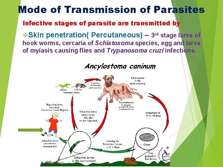 Mode of Transmission of Parasites Dr AJIT KUMAR