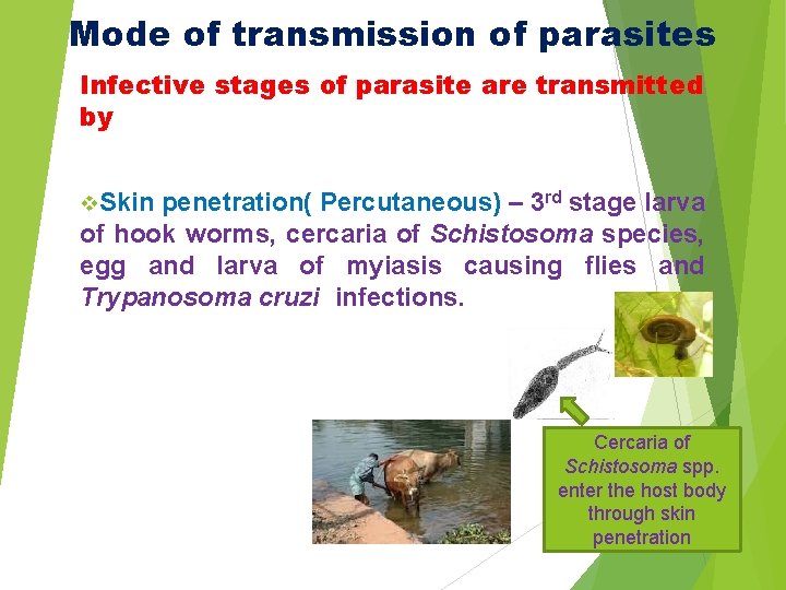 Mode of Transmission of Parasites Dr AJIT KUMAR