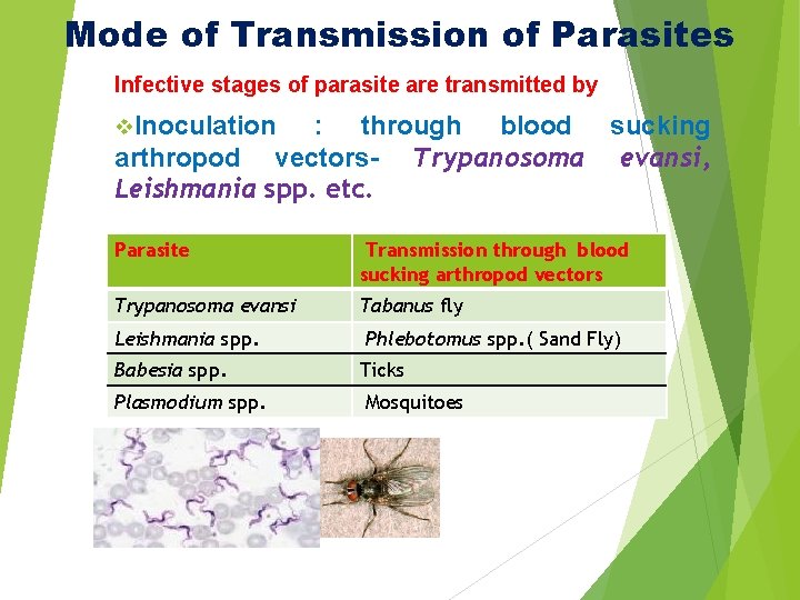 Mode of Transmission of Parasites Dr AJIT KUMAR