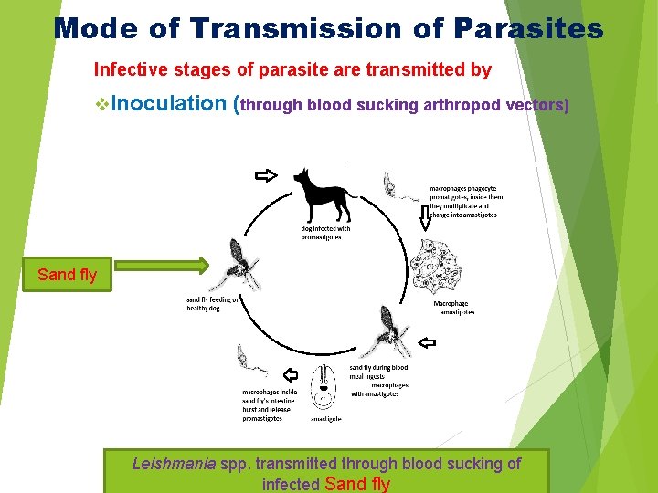 Mode of Transmission of Parasites Dr AJIT KUMAR