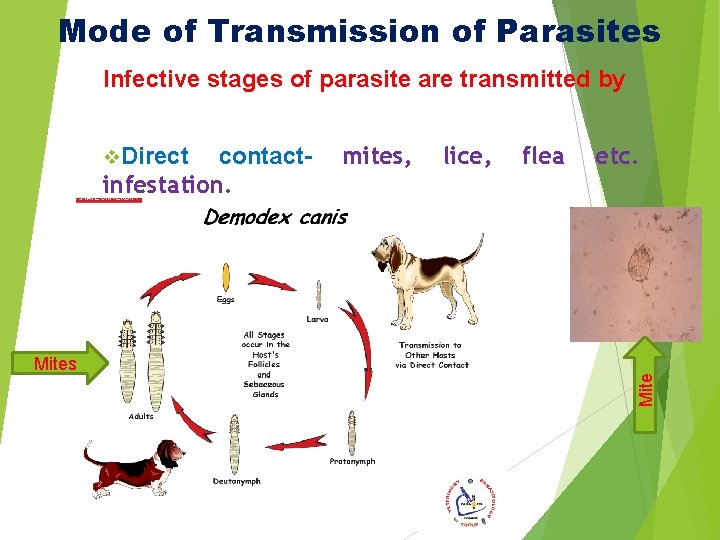 Mode of Transmission of Parasites Dr AJIT KUMAR