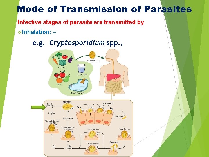 Mode of Transmission of Parasites Dr AJIT KUMAR