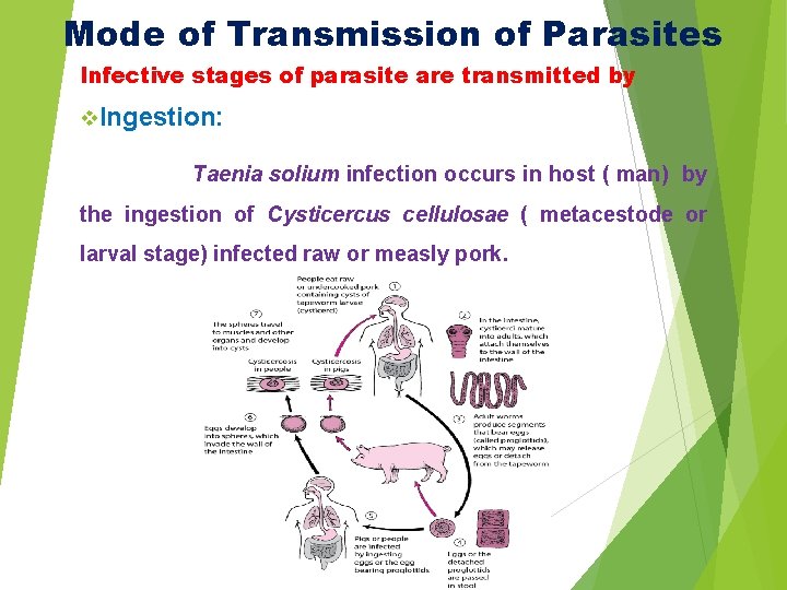 Mode of Transmission of Parasites Dr AJIT KUMAR