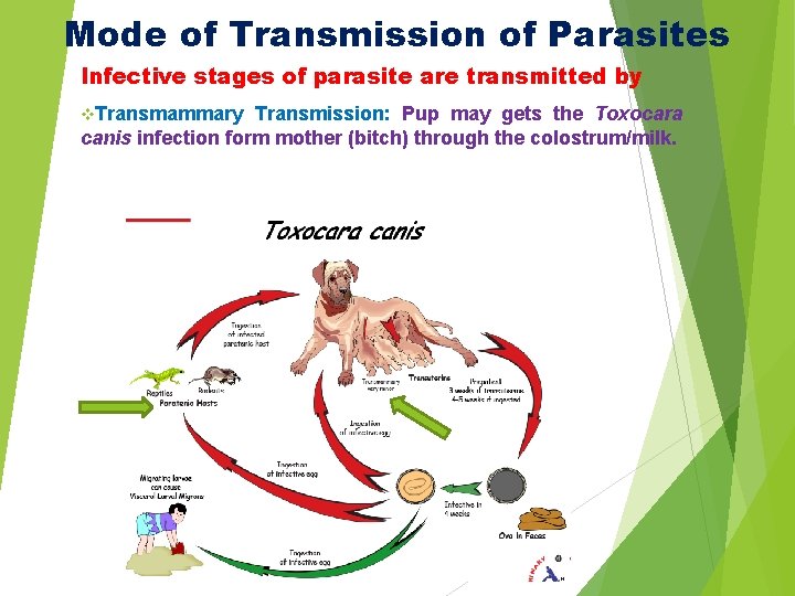 Mode of Transmission of Parasites Dr AJIT KUMAR