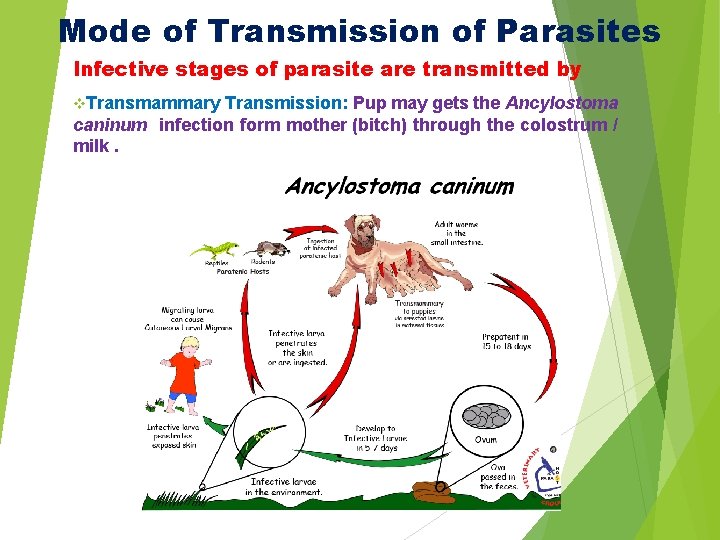 Mode of Transmission of Parasites Dr AJIT KUMAR