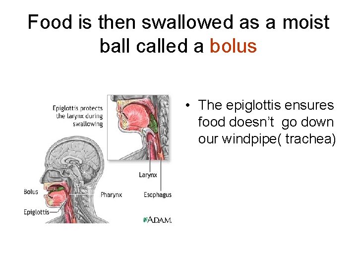 Digestive system Why do we need a digestive