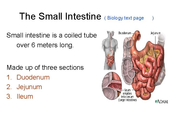 Digestive system Why do we need a digestive