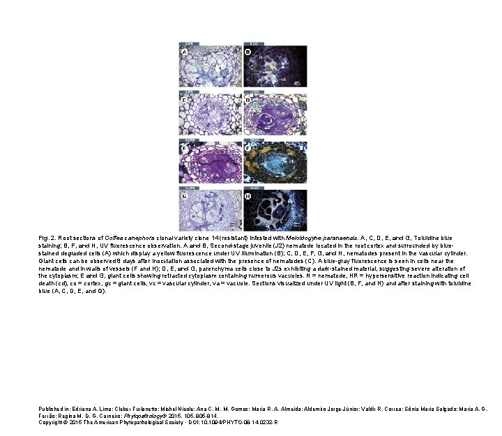 Fig 2 Root sections of Coffea canephora clonal