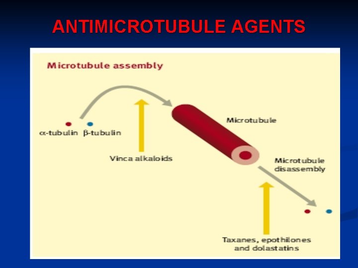 Microtubule inhibitors Microtubules Inhibitors n n These drugs