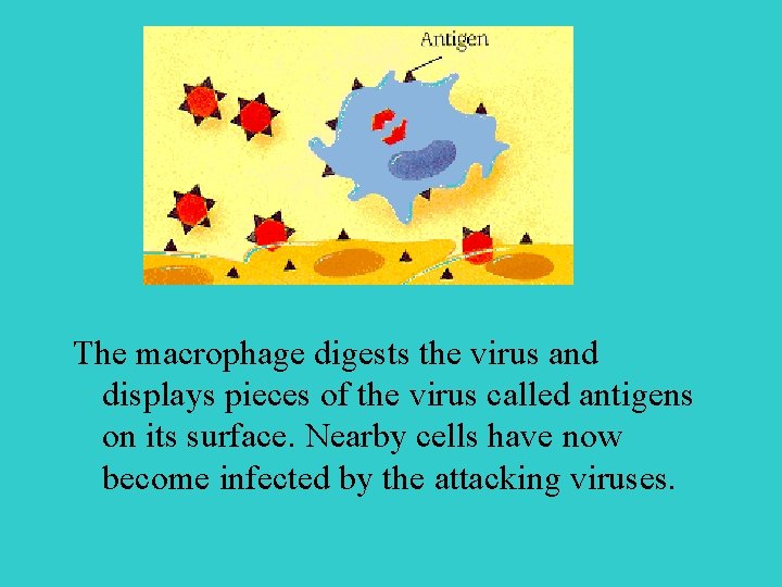 Immunology Antigen any substance usually a protein that