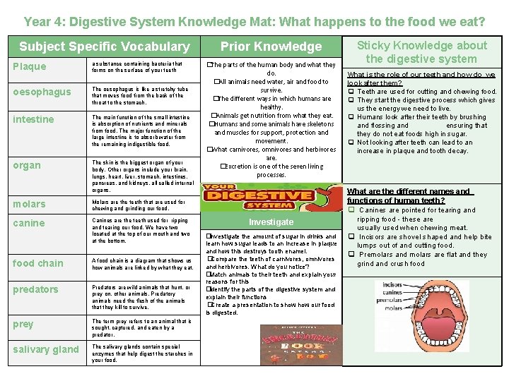 Year 4 Digestive System Knowledge Mat What happens