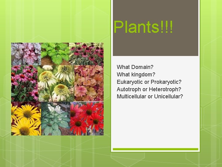 Plants What Domain What kingdom Eukaryotic or Prokaryotic