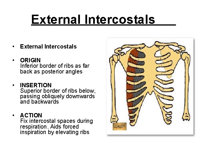 Chest Wall External Intercostals ORIGIN Inferior border of