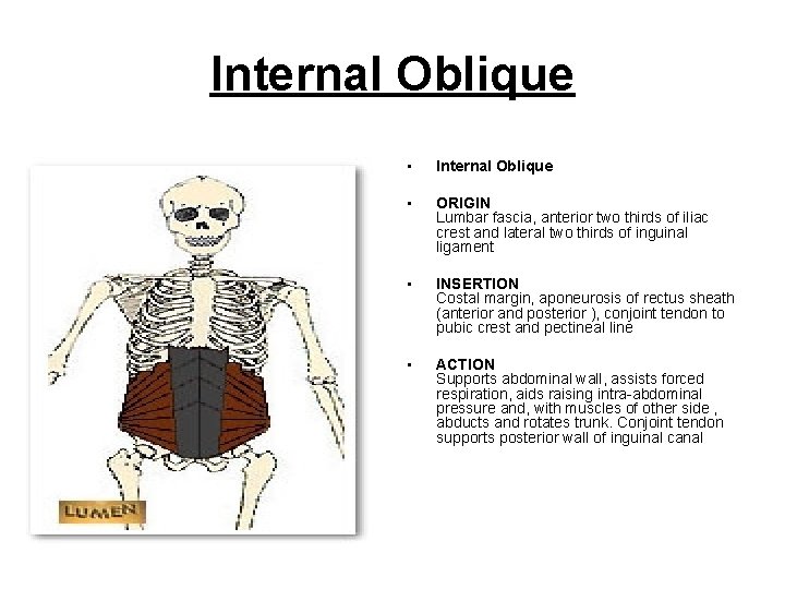 Chest Wall External Intercostals ORIGIN Inferior border of