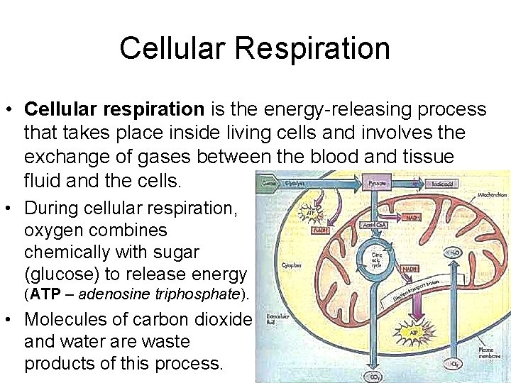 Unit Three Respiratory System Lisa Michelek Human Respiration