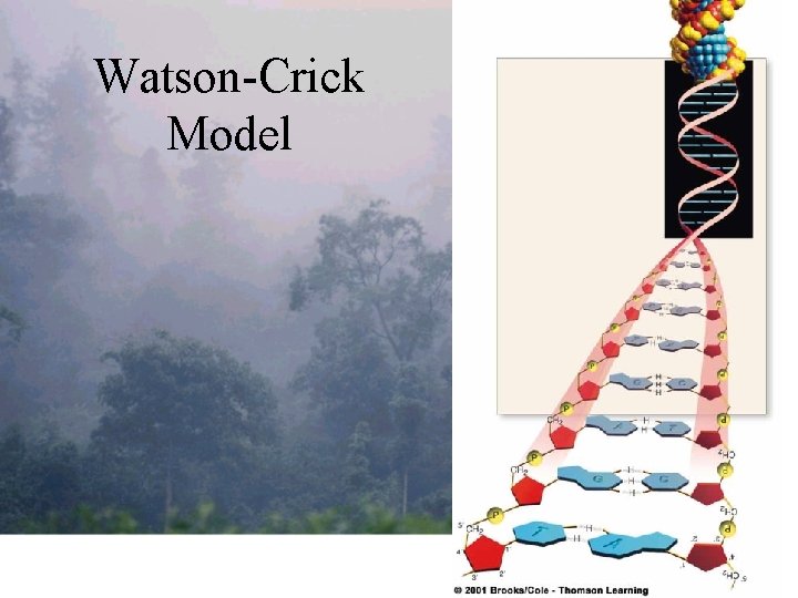 Molecular Biology What is DNA and How Does