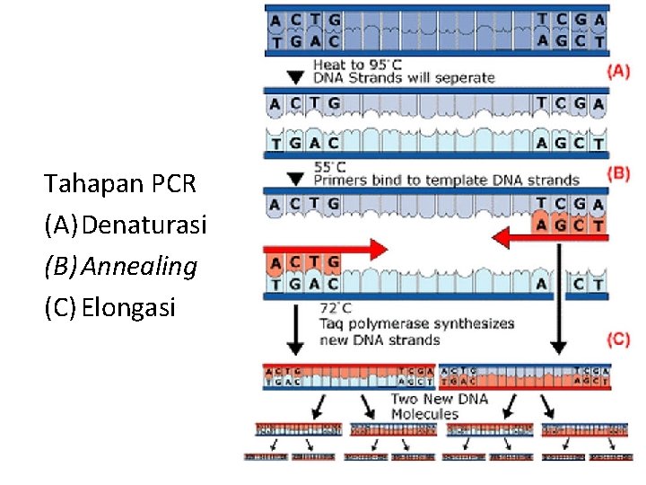 Biologi di Era Modern Dr Henny Saraswati M