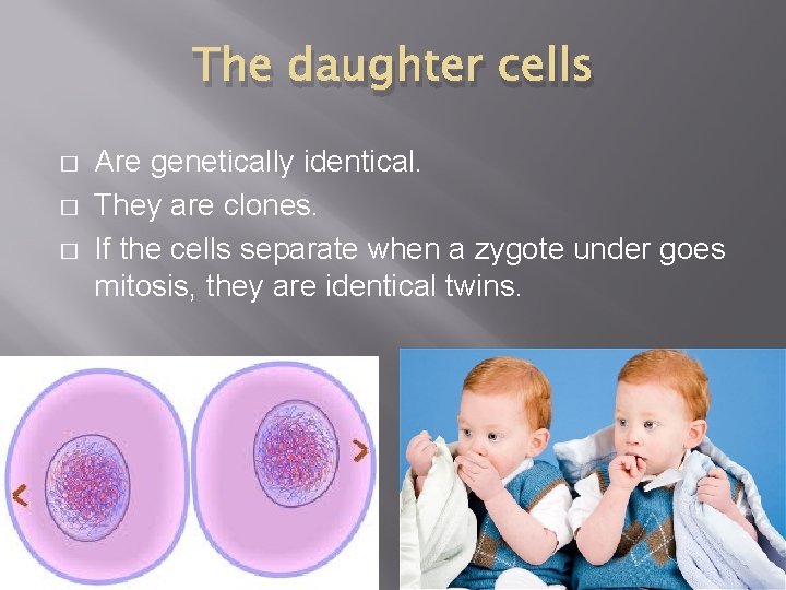 CELL REPRODUCTION Honors Zoology Reasons cells divide Growth