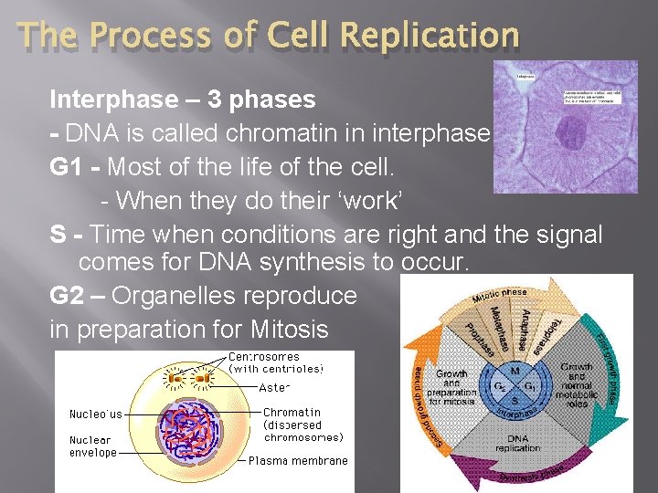 CELL REPRODUCTION Honors Zoology Reasons cells divide Growth