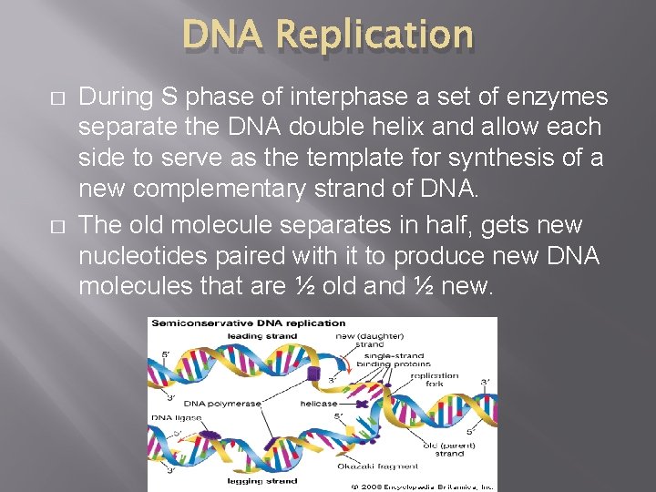 CELL REPRODUCTION Honors Zoology Reasons cells divide Growth