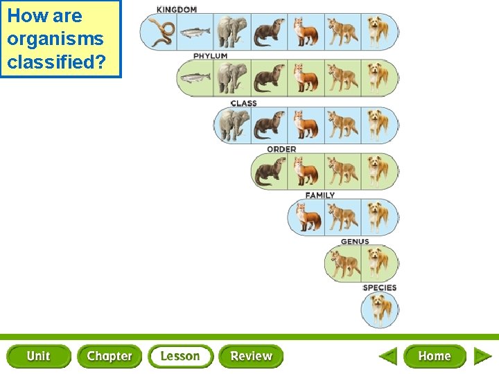 How do scientists classify Earths living things What